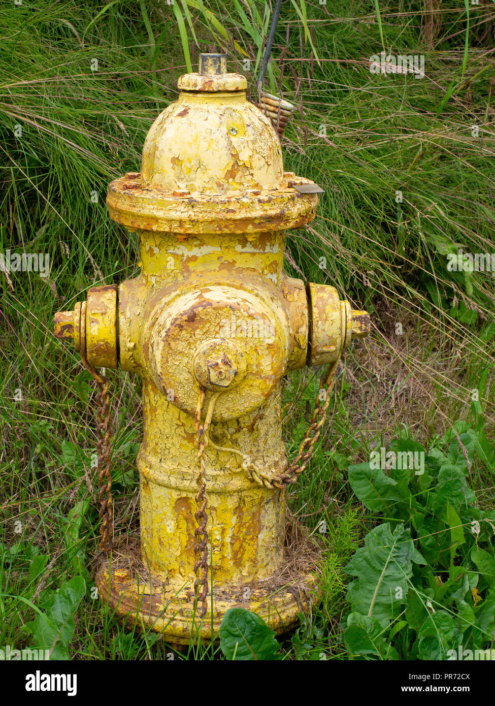 Yellow Fire Hydrant Stock Photo - Alamy