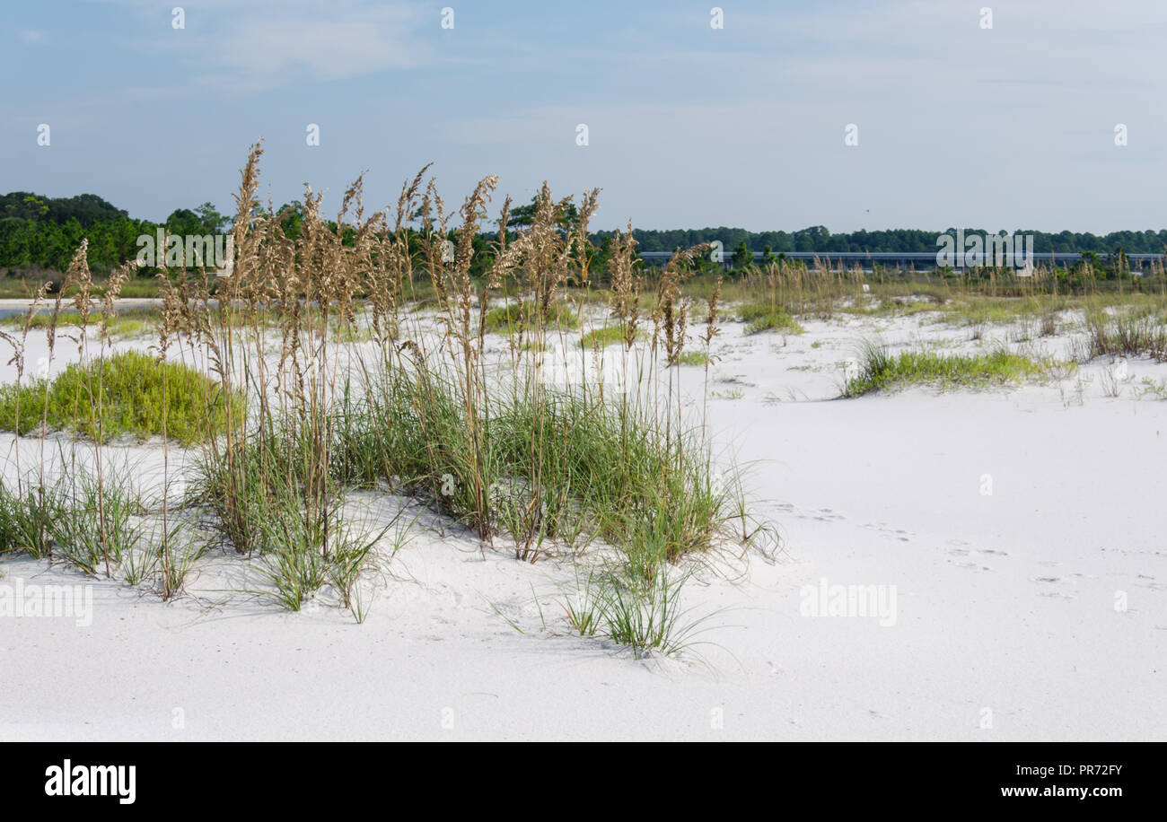 Ocean beach scene with sea grass on seashore sand. Beautiful natural ...