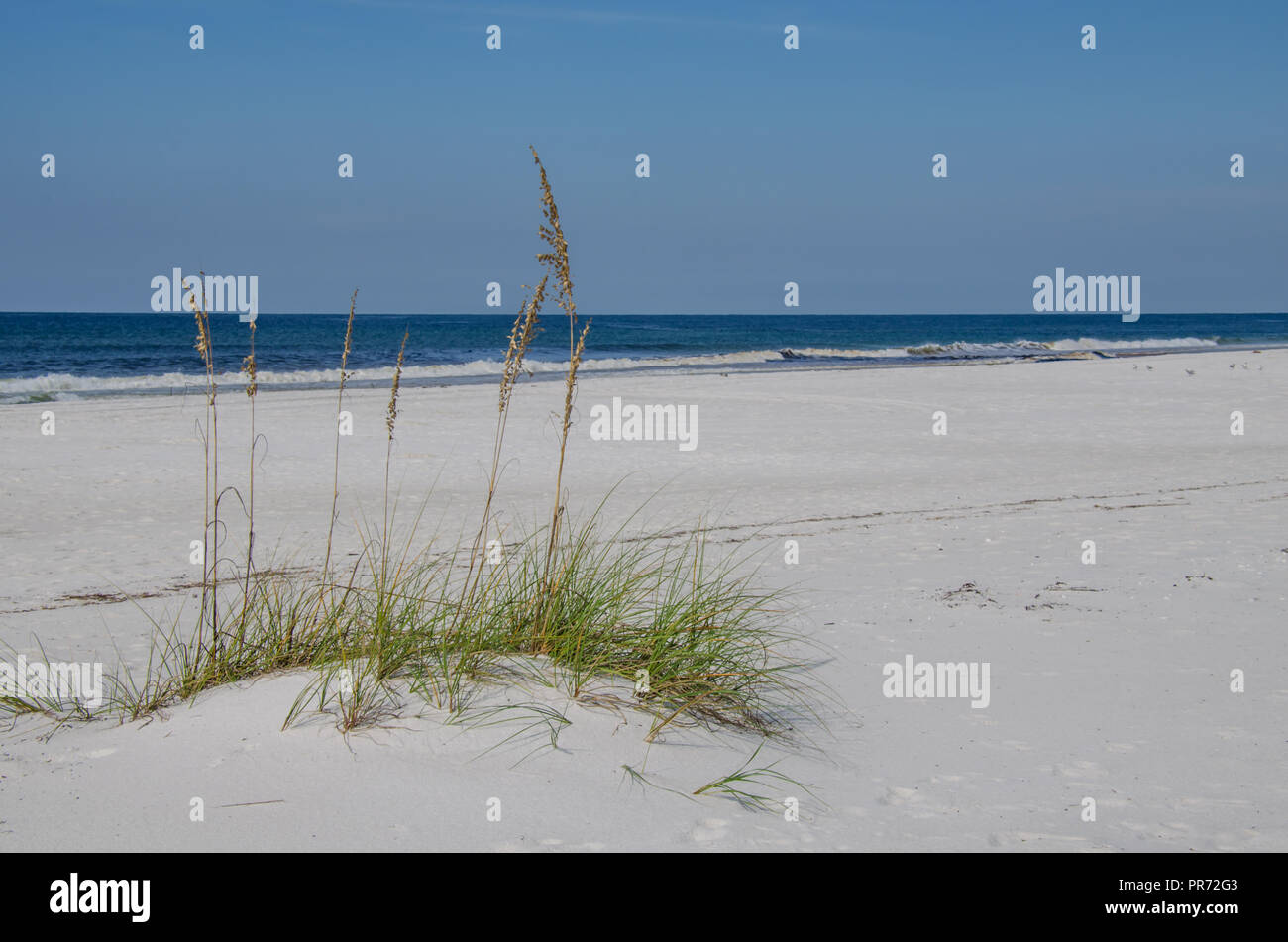 Ocean beach scene with sea grass on seashore sand. Beautiful natural ...