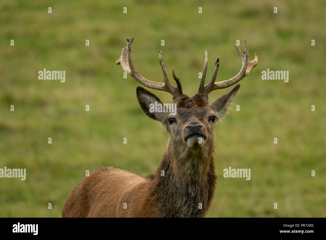 Stag red deer in field in Scotland, UK Stock Photo - Alamy