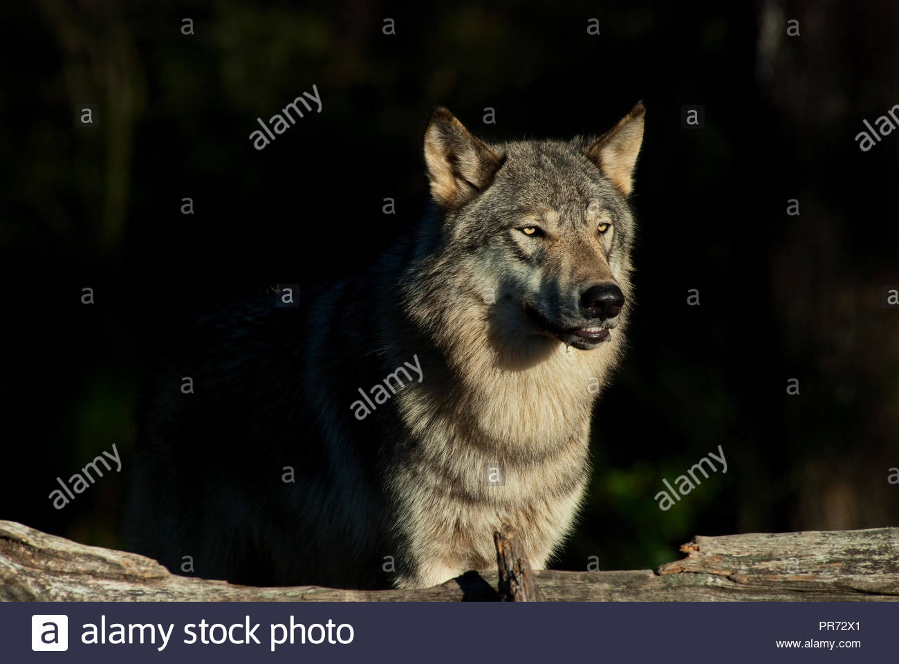Grey Wolves Timber Wolves Canis Stock Photos & Grey Wolves Timber ...