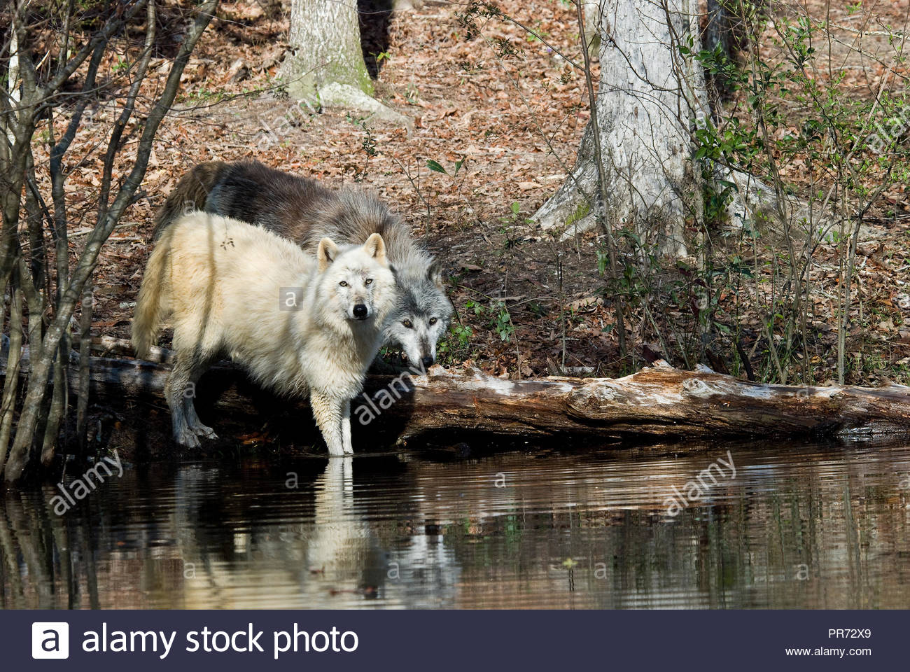 Wolf Pack Alpha Female Stock Photos & Wolf Pack Alpha Female Stock ...
