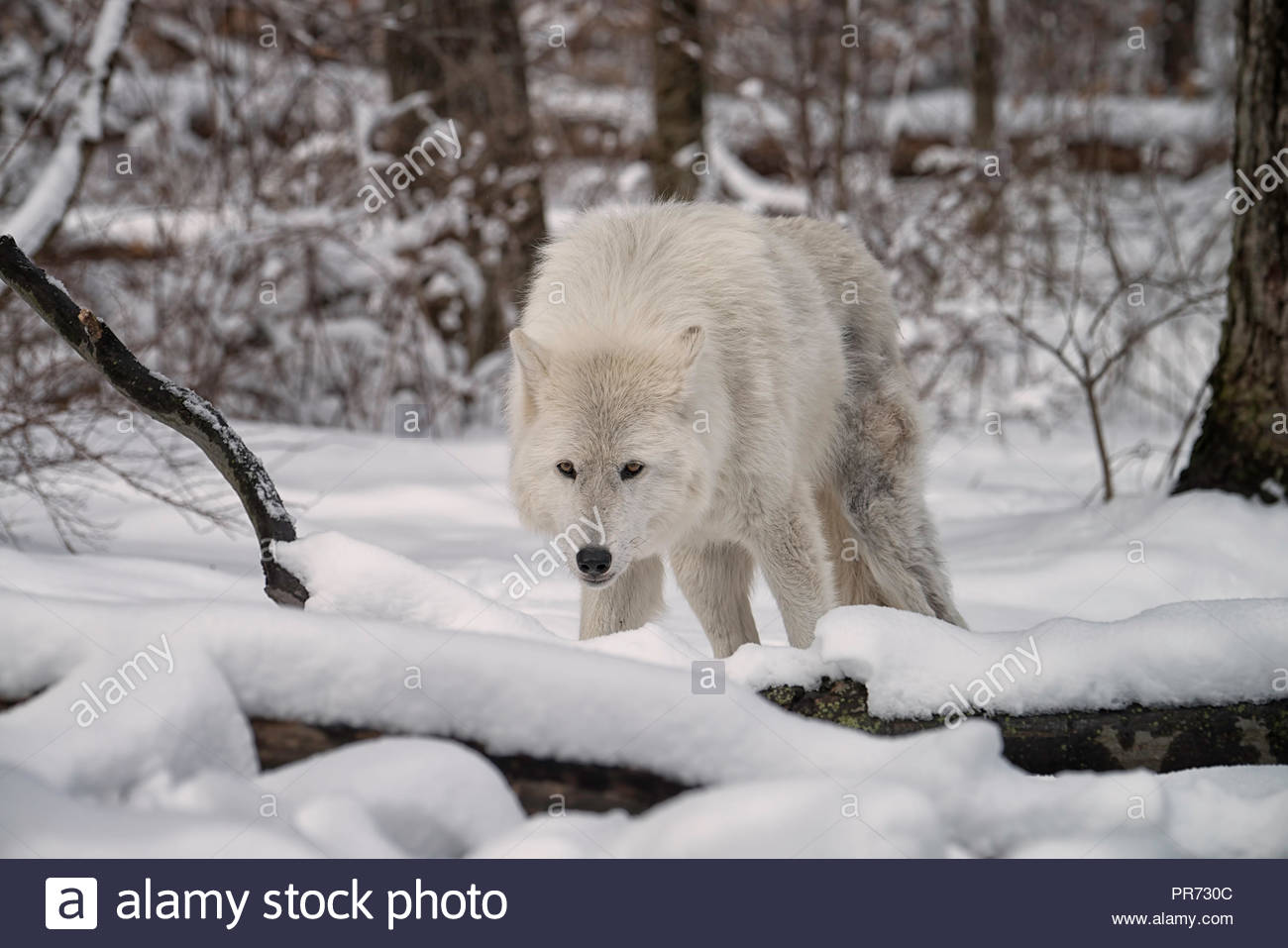 Wolves Snow Stock Photos & Wolves Snow Stock Images - Alamy