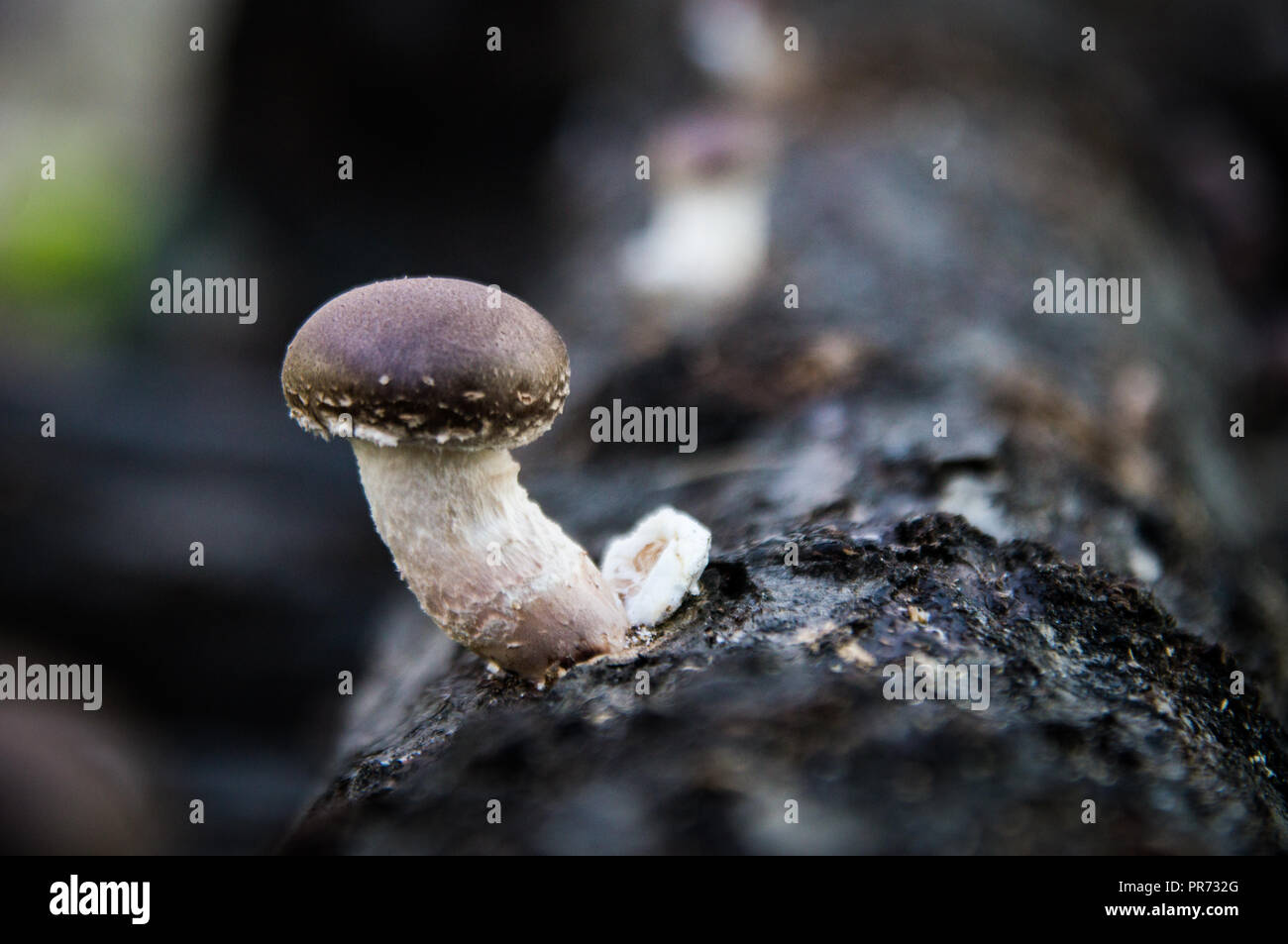 Shiitake Mushrooms Lentinula edodes organic growing from trees by ...