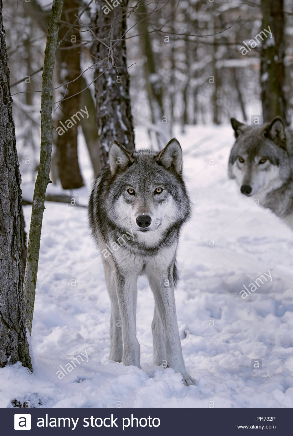 Wolves Snow Stock Photos & Wolves Snow Stock Images - Alamy