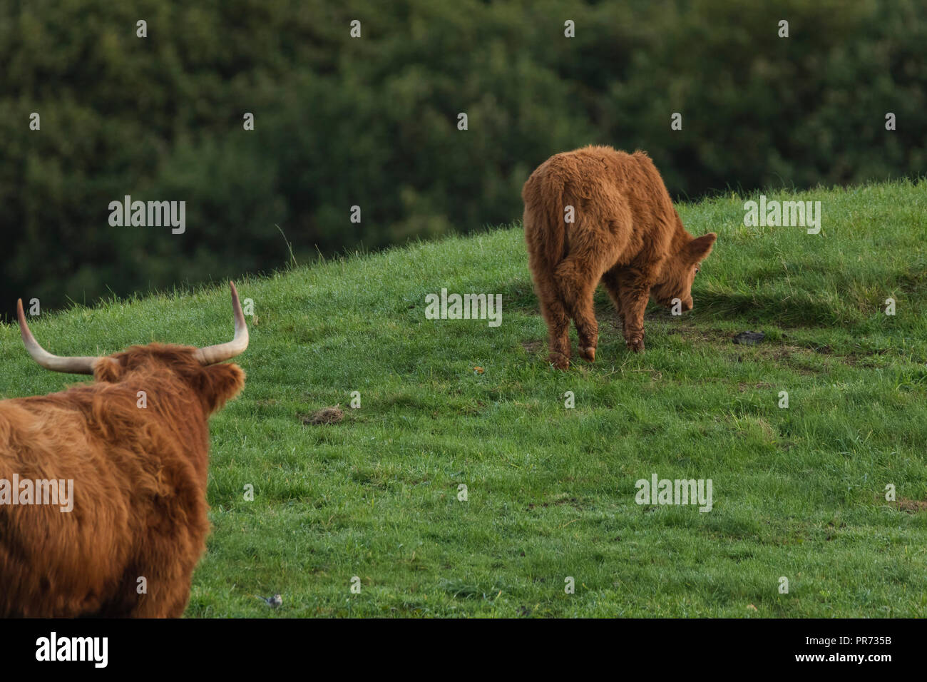 Scottish highland cows, bull looking at calf in field, Scotland UK ...
