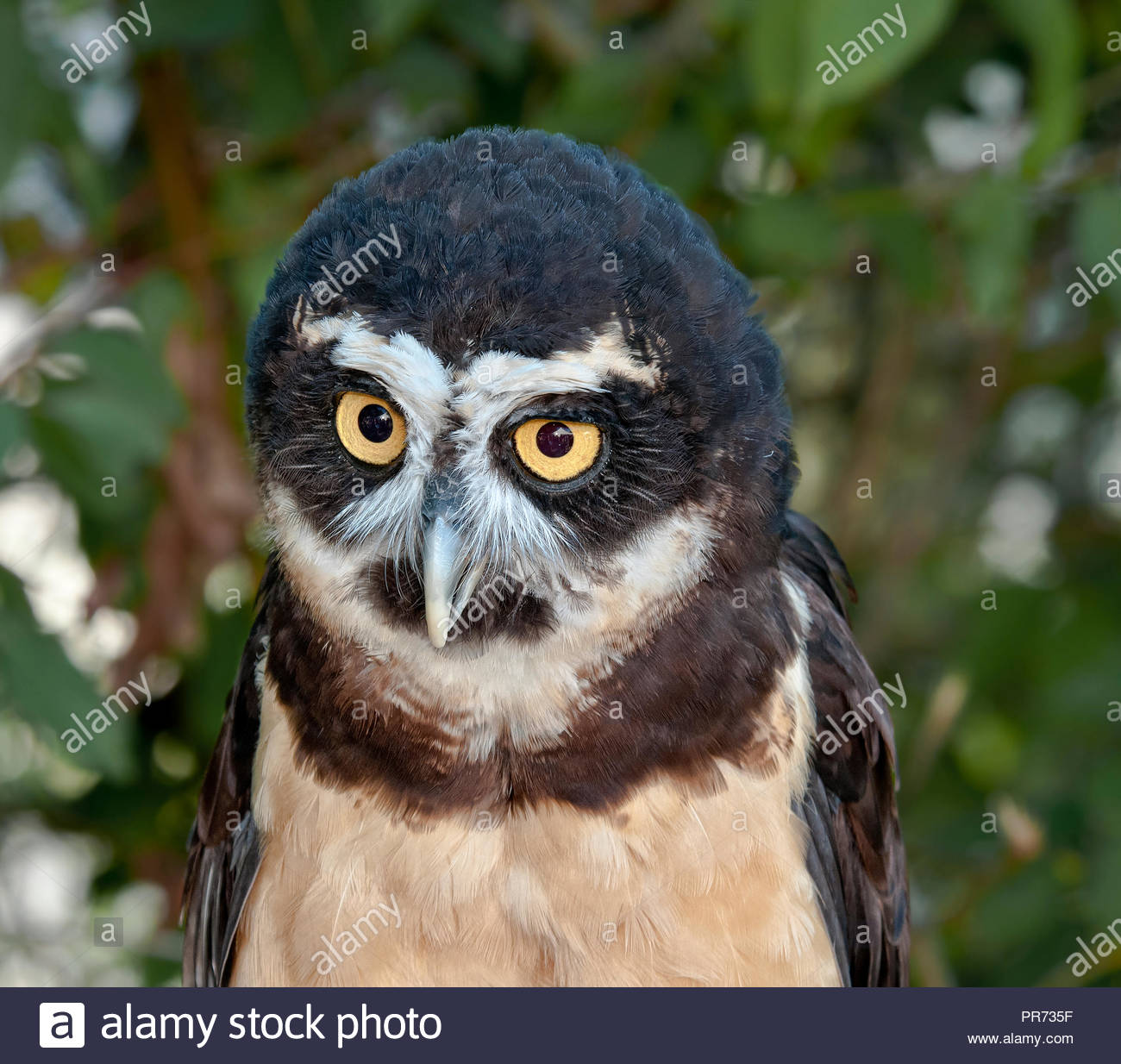 Hoot Owl Stock Photos & Hoot Owl Stock Images - Alamy
