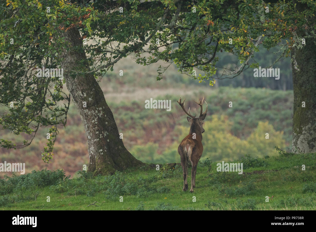 Red deer stag in woodland in Scotland in autumn, UK Stock Photo - Alamy