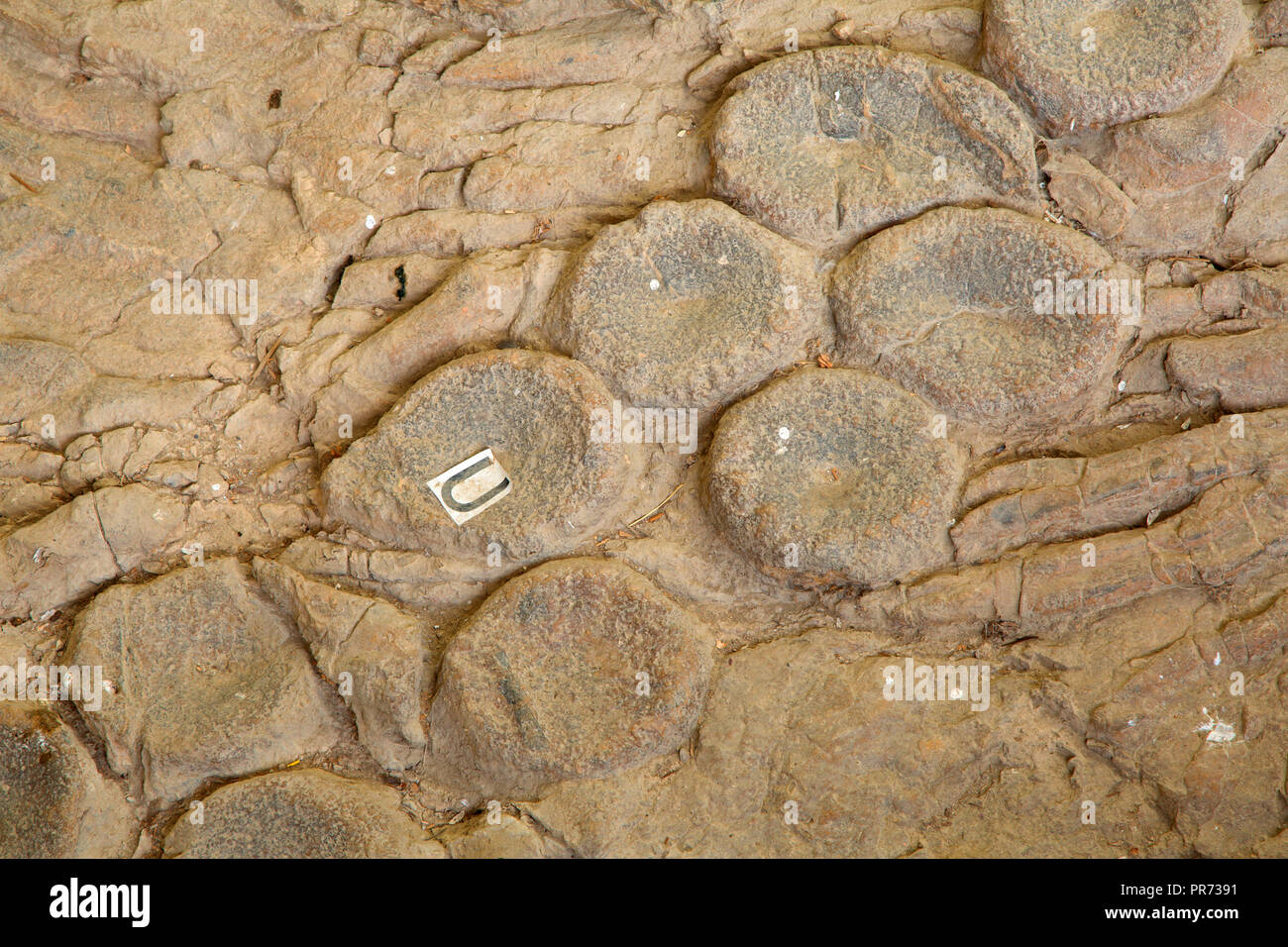 Ichthyosaur fossil site, Berlin-Icthyosaur State Park, Nevada Stock ...