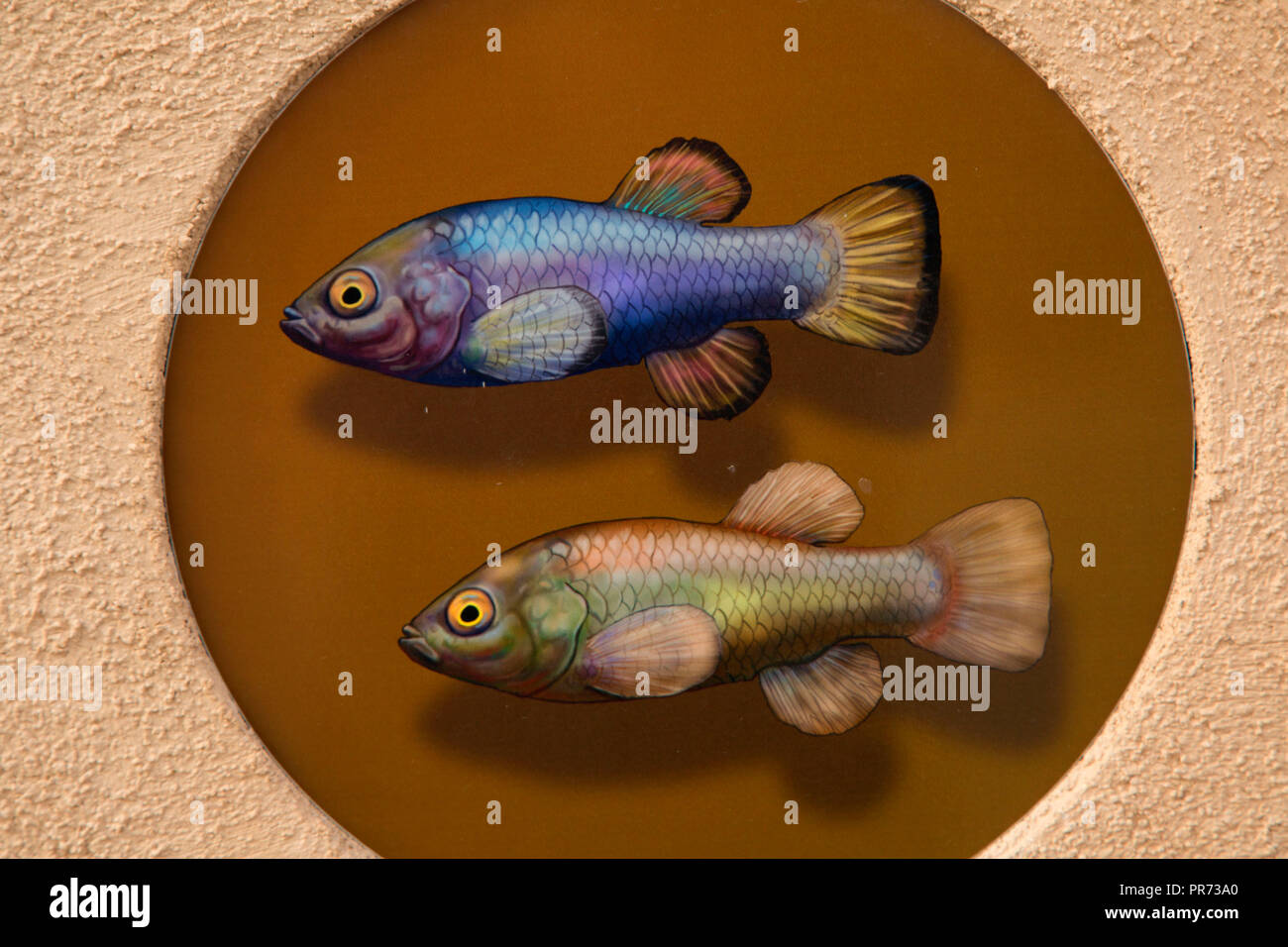 Pupfish nevada hi-res stock photography and images - Alamy