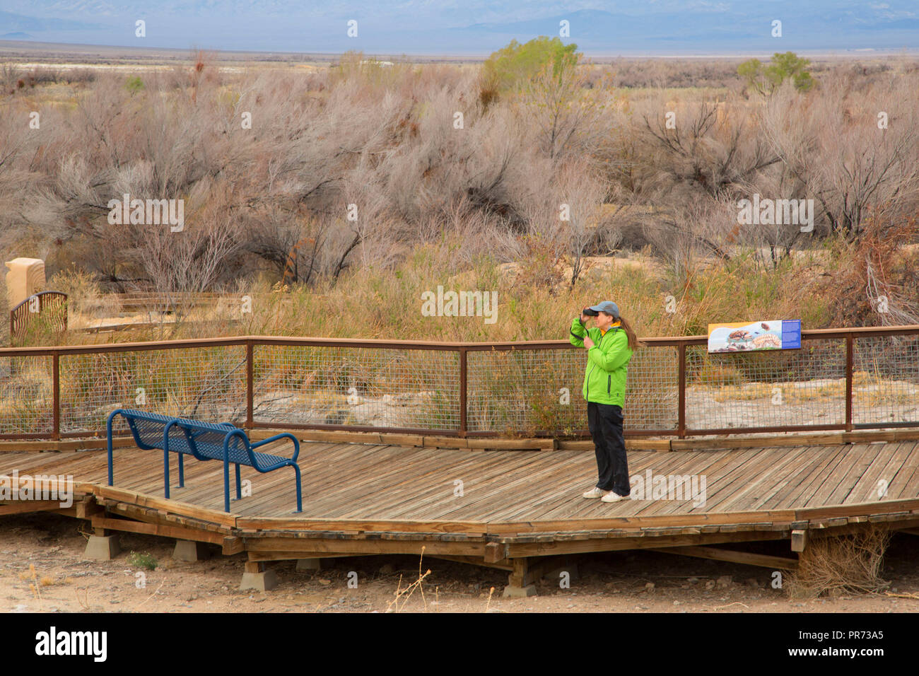 Point of Rocks Trail boardwalk hiker with binoculars, Ash Meadows ...