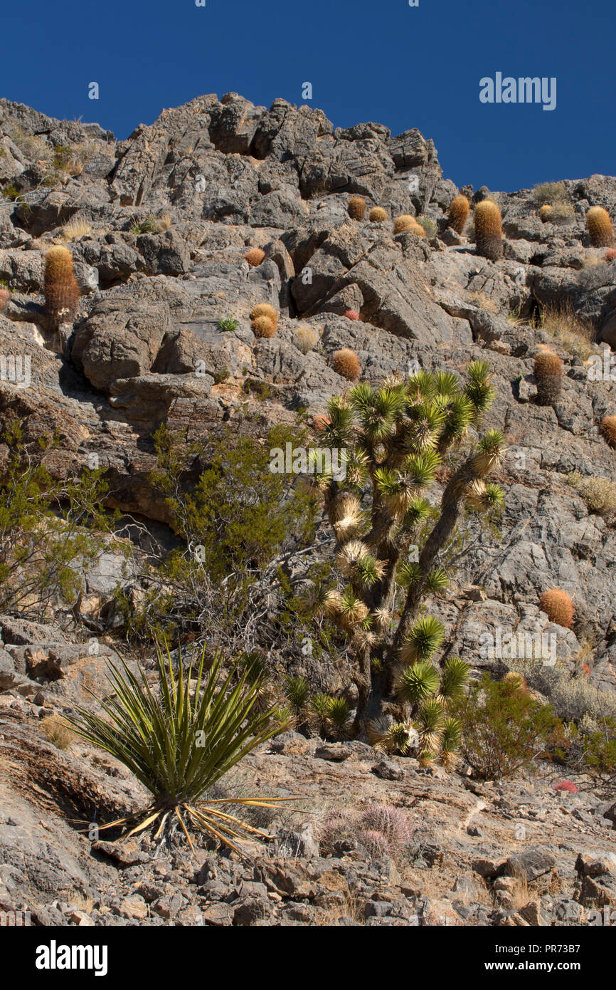 Barrel cactus desert hi-res stock photography and images - Alamy