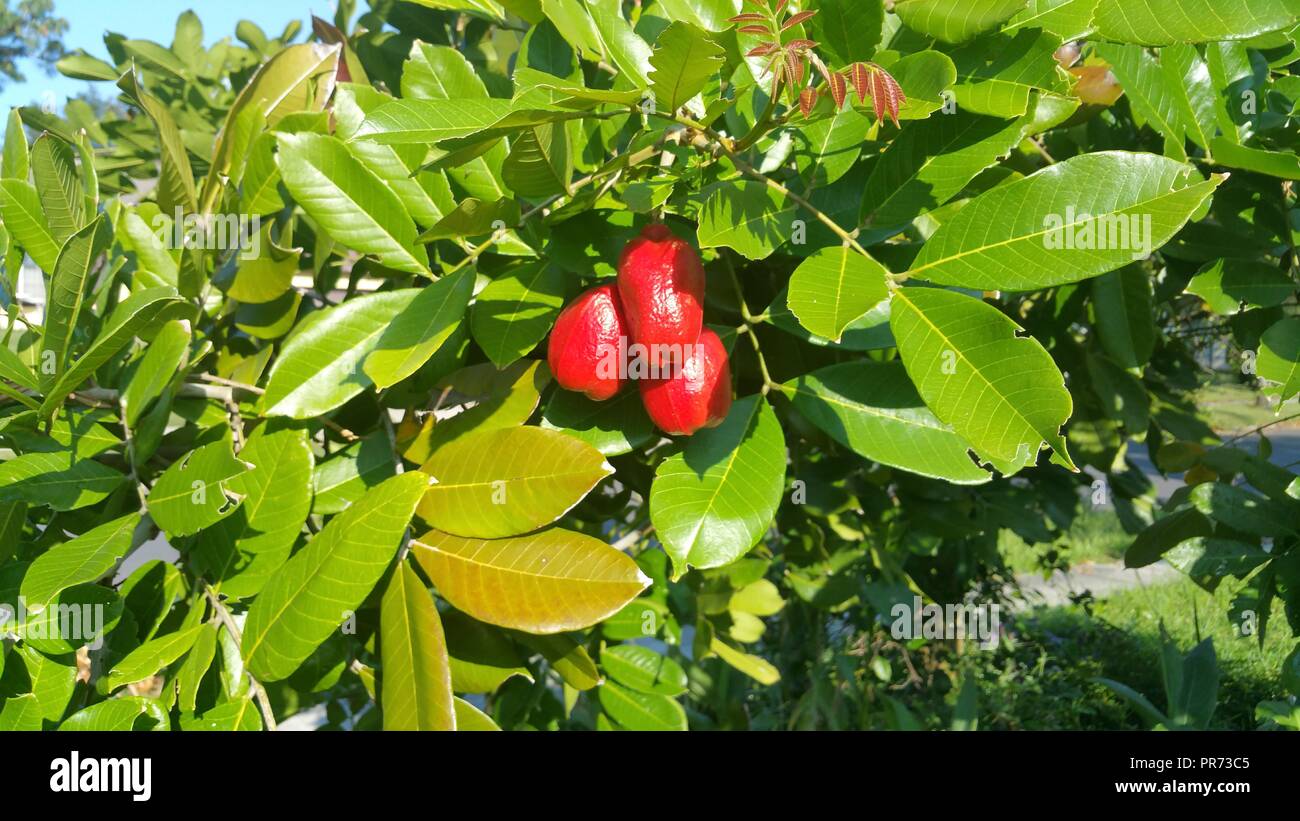 Ackee fruit hi-res stock photography and images - Alamy