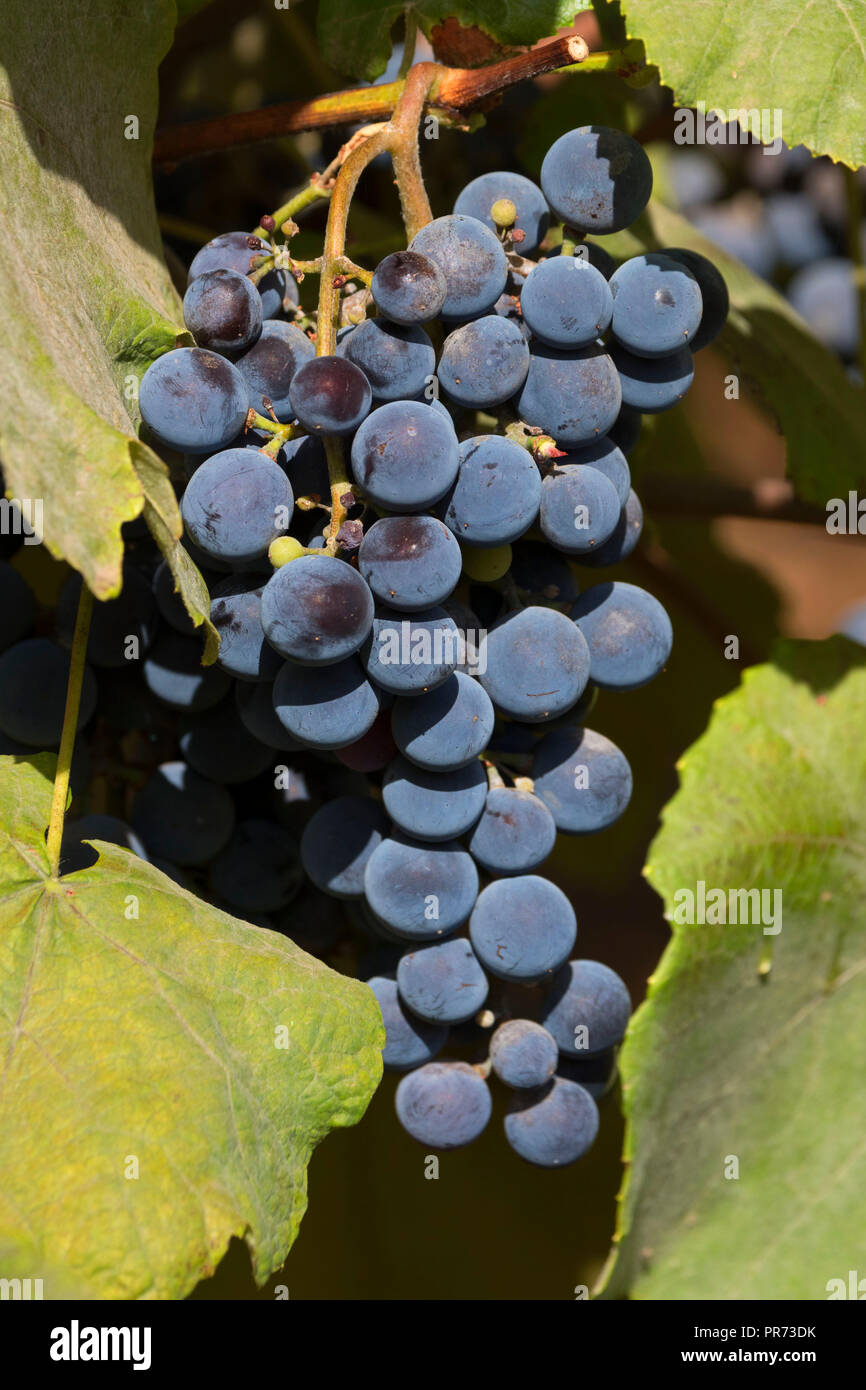 Buffalo grapes hi-res stock photography and images - Alamy