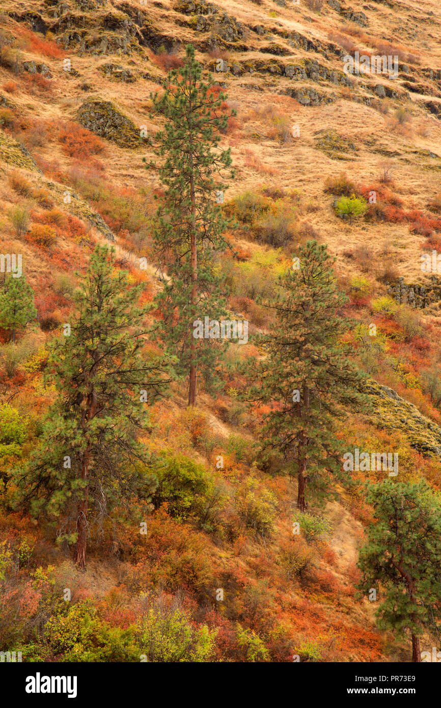 Ponderosa ranch area hi-res stock photography and images - Alamy