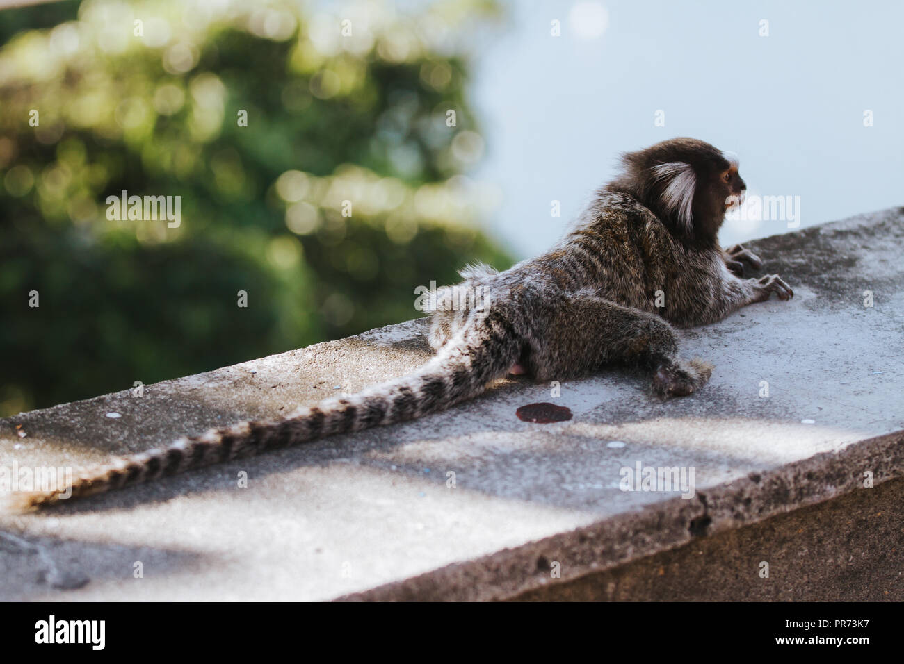 Common marmoset [Callithrix jacchus] in Rio de Janeiro Stock Photo - Alamy