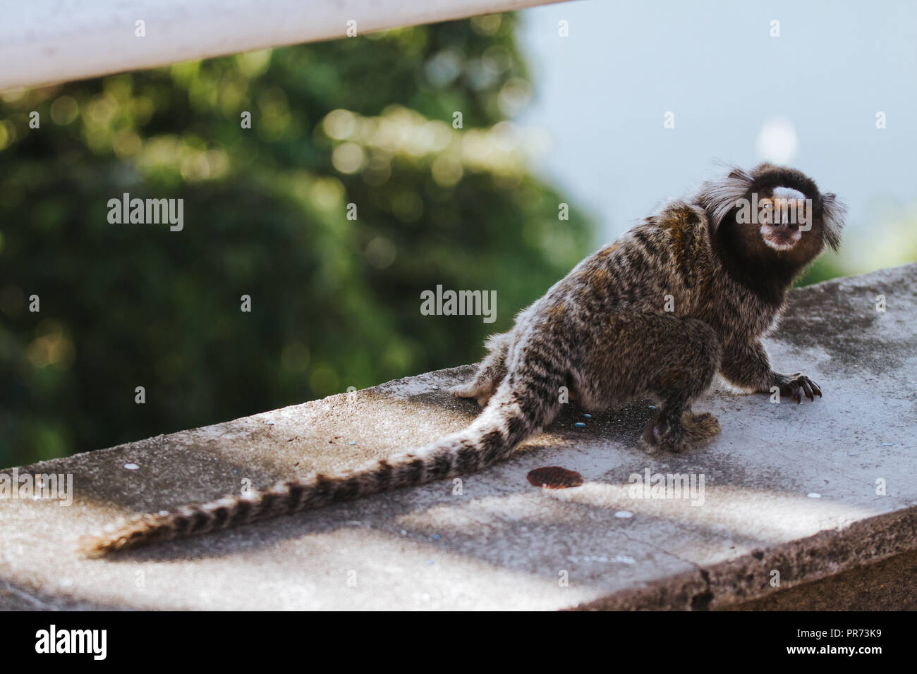Common marmoset [Callithrix jacchus] in Rio de Janeiro Stock Photo - Alamy