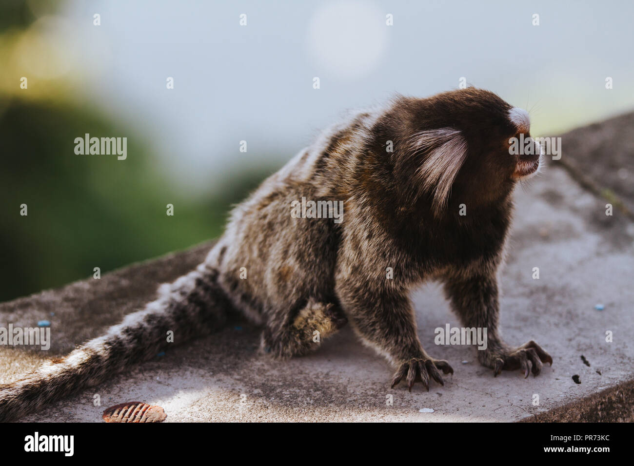 Common marmoset [Callithrix jacchus] in Rio de Janeiro Stock Photo - Alamy