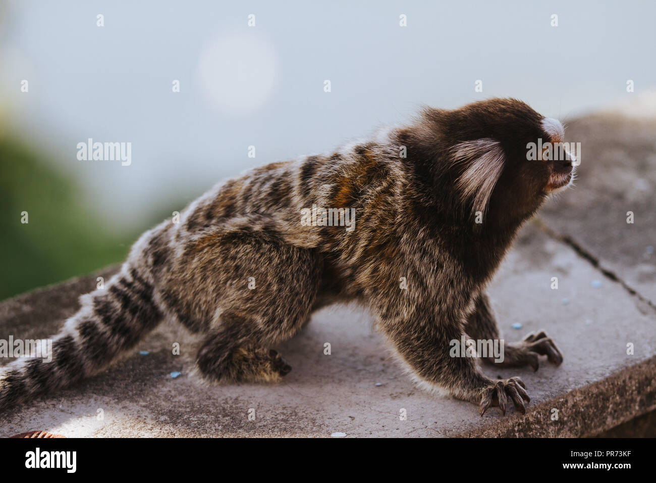 Common marmoset [Callithrix jacchus] in Rio de Janeiro Stock Photo - Alamy