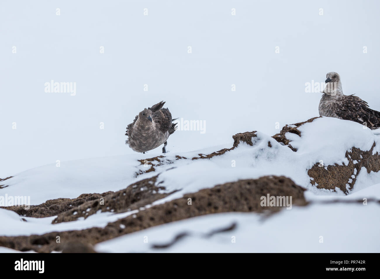 Antarctic Skuas on a bleake windy day sitting on a rocky outcrop at ...