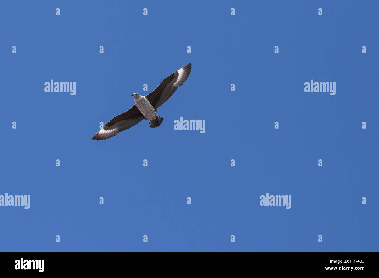 South Polar Skua flying against a blue sky with wings spread wide ...