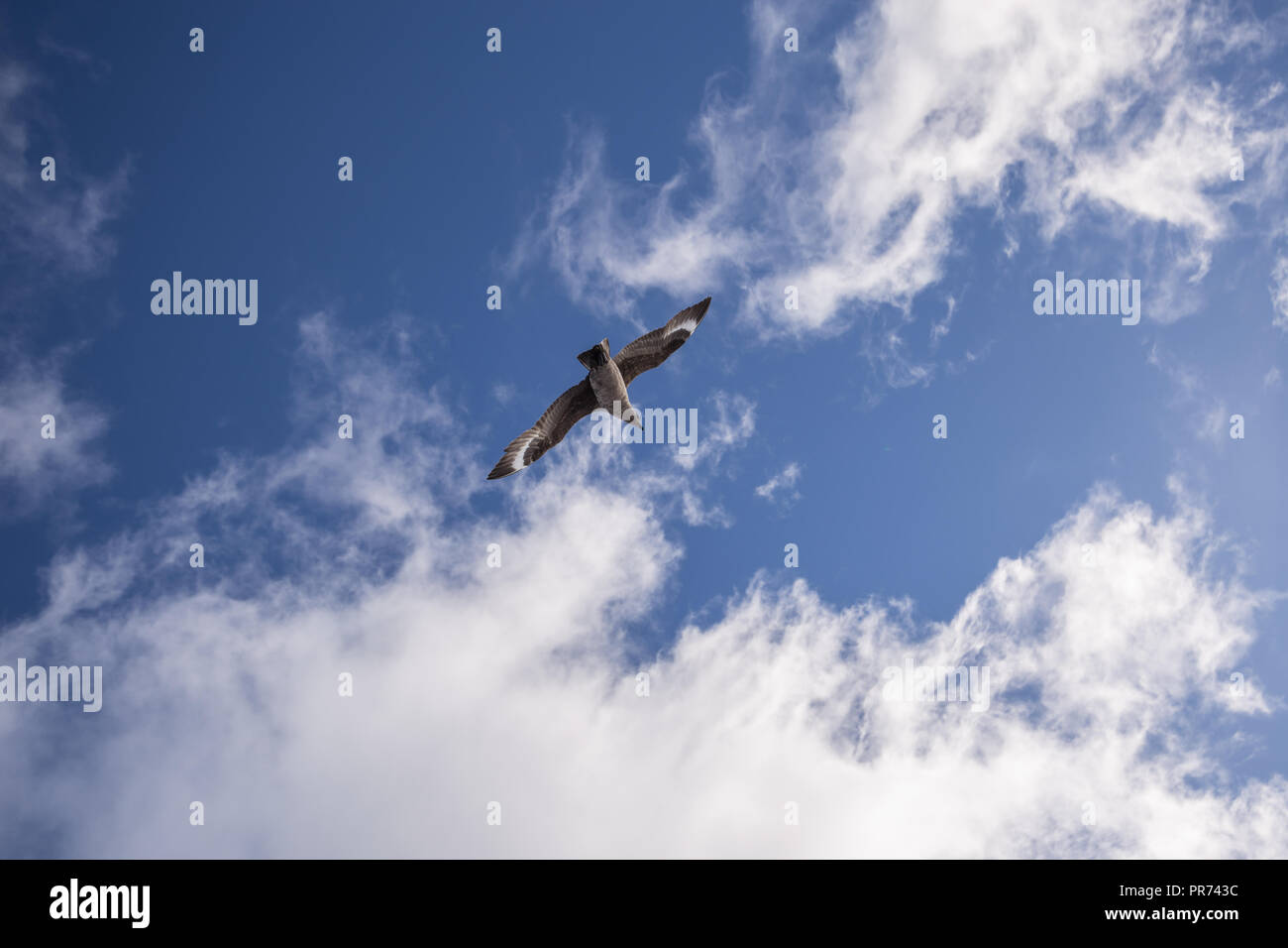 South Polar Skua flying against a slightly cloudy blue sky with wings ...