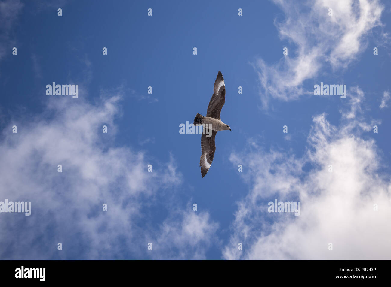 South Polar Skua flying against a slightly cloudy blue sky with wings ...