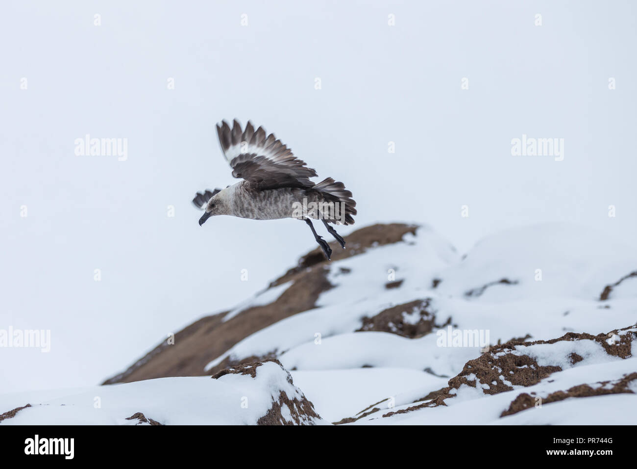 Antarctic Skua taking off on a windy day from a rocky outcrop at ...