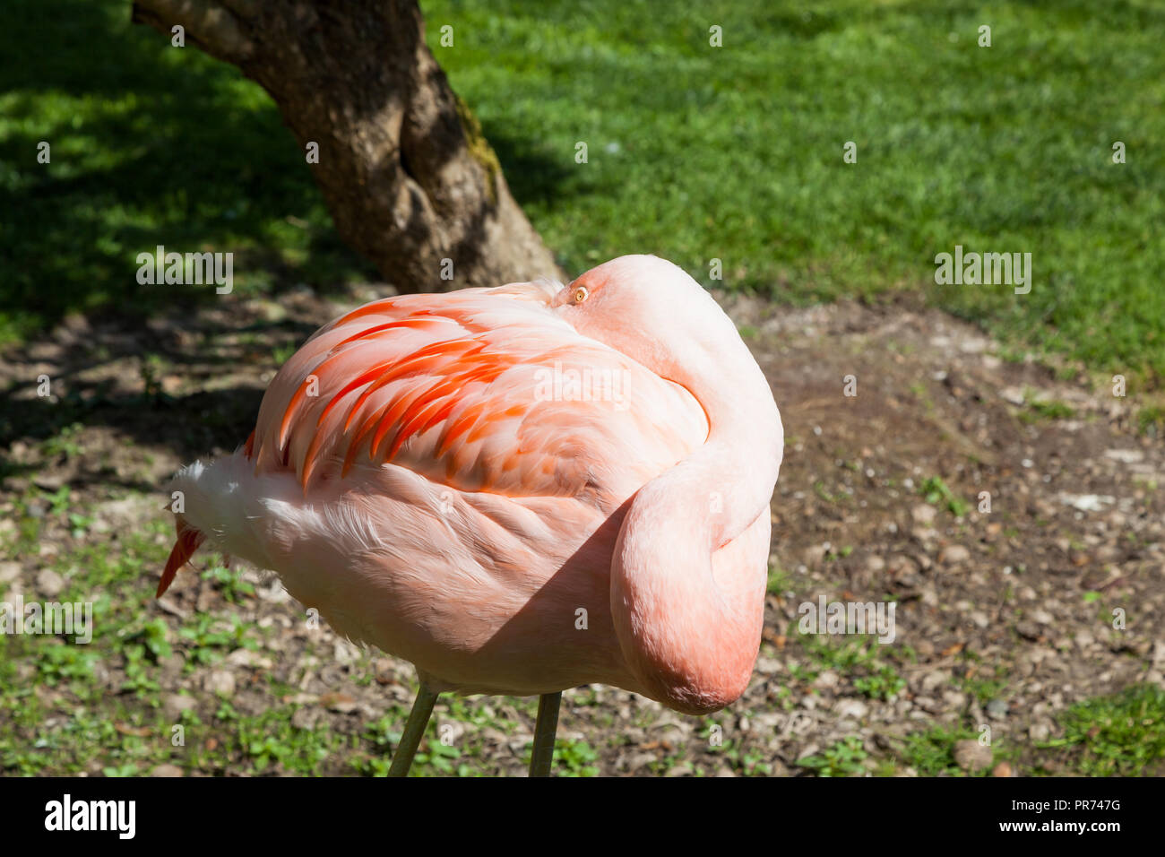 A pink flamingo with his head tucked in under its wing and resting ...