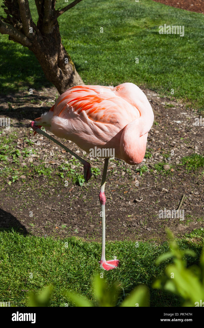 A pink flamingo with his head tucked in under its wing and resting ...