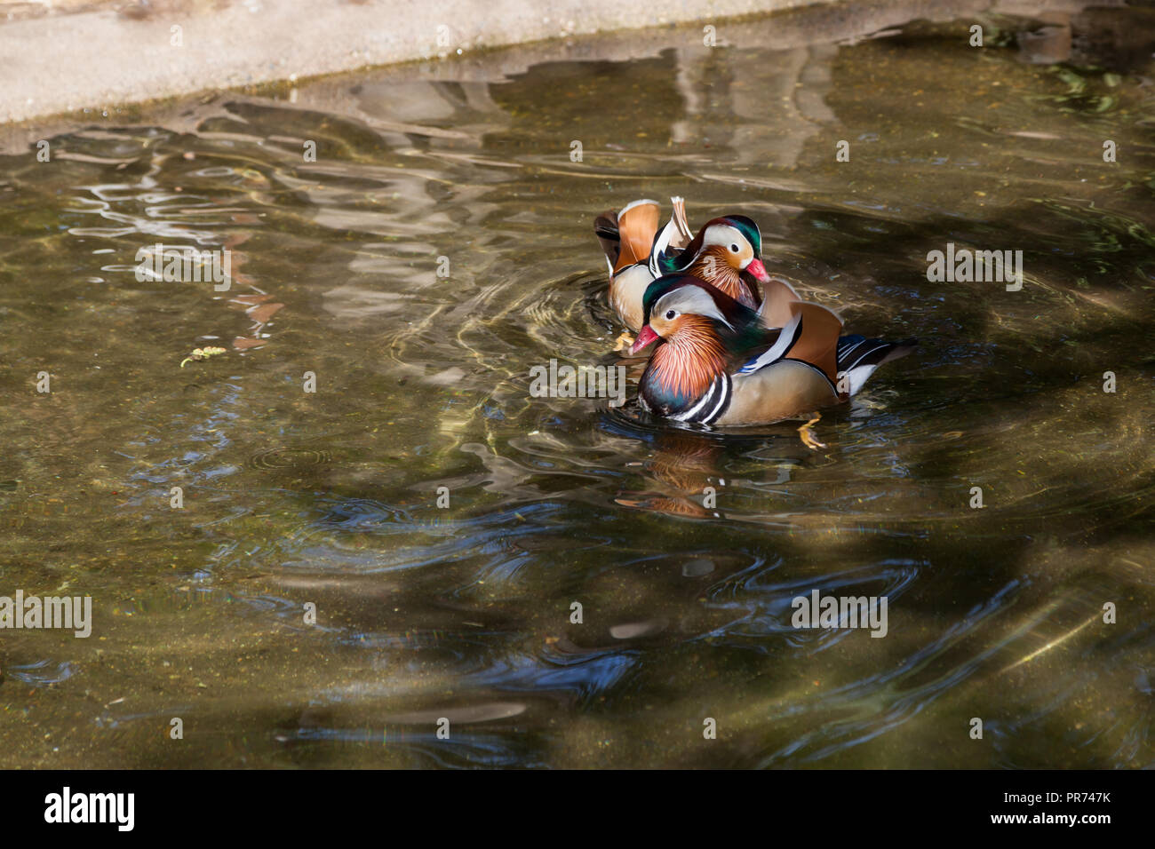 Two Mandarin ducks with elaborite colors and patterns swim in a shallow ...