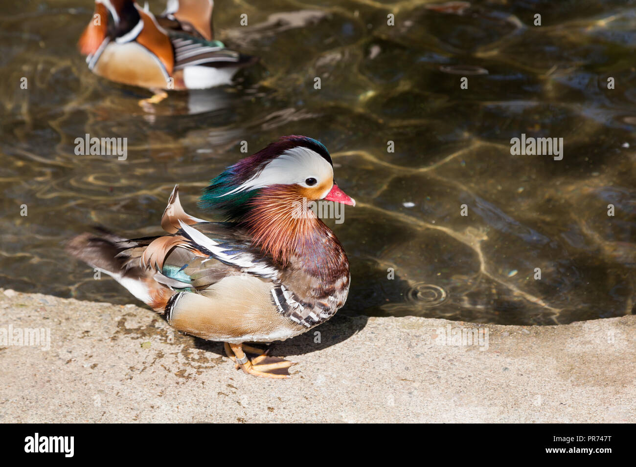A Mandarin Duck standing on the edge of a pond Stock Photo - Alamy