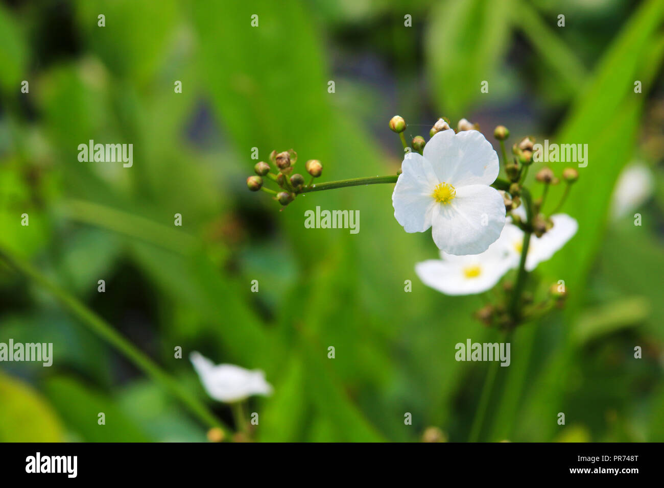 Arrowhead flowers in bloom hi-res stock photography and images - Alamy