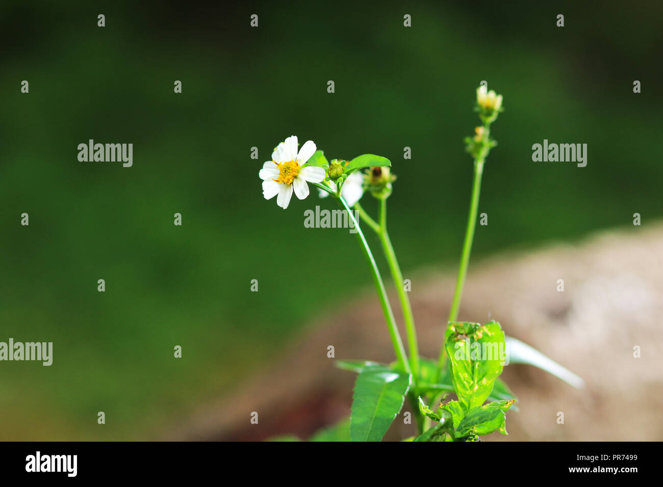 The wild flowers of the ghost needle Stock Photo - Alamy