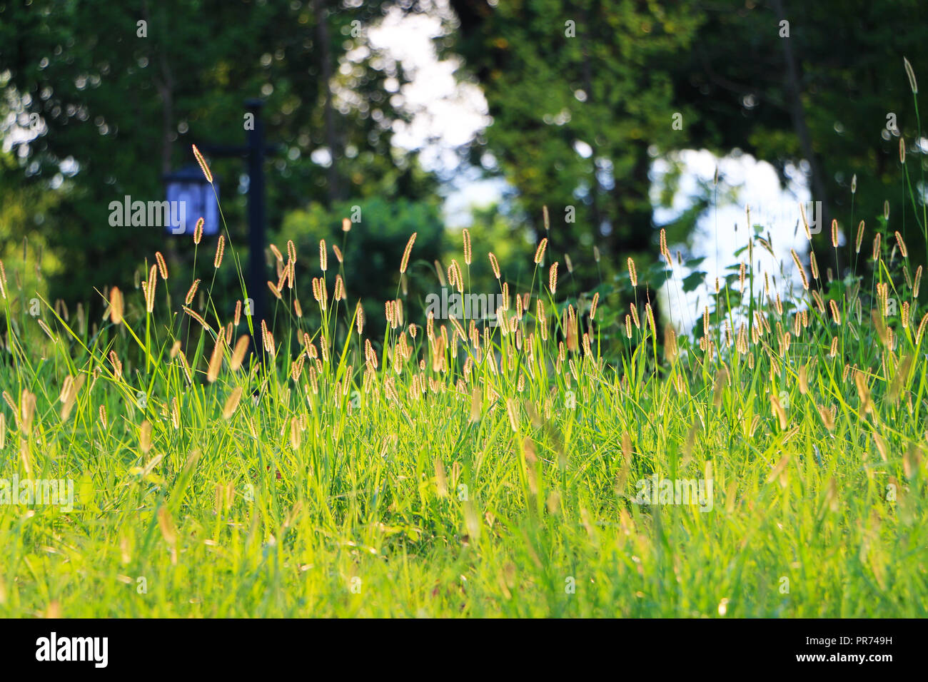 Blur light under trees hi-res stock photography and images - Alamy