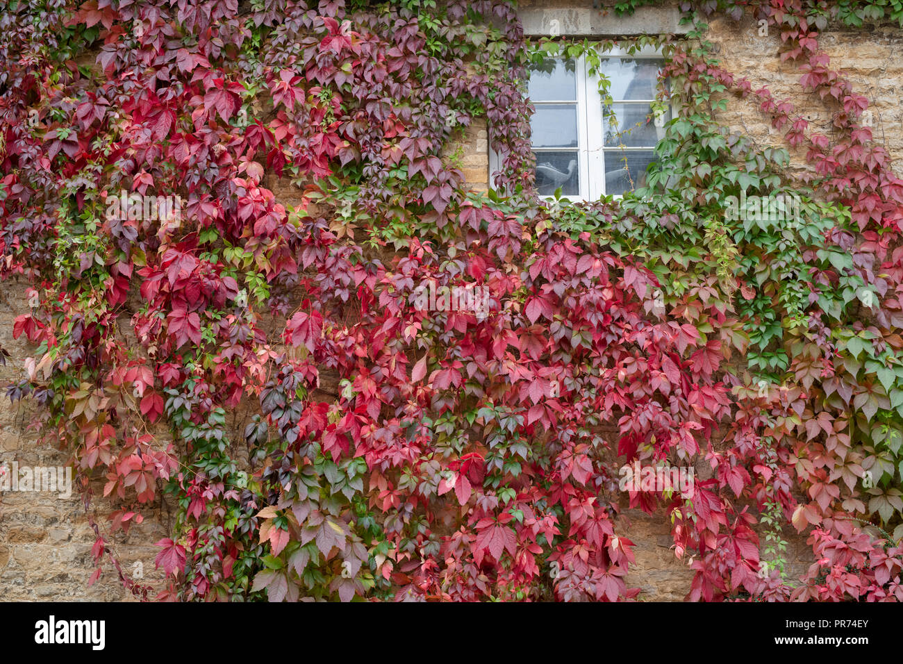 Parthenocissus quinquefolia.Virginia creeper / American ivy covering a ...