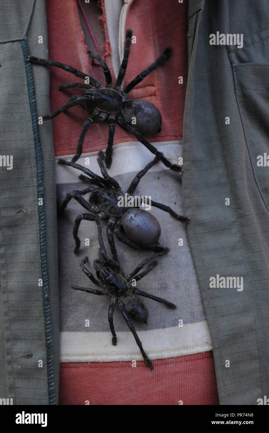 Tarantulas on a Khmer man's shirt, at the local market. Skuon, Kampong ...