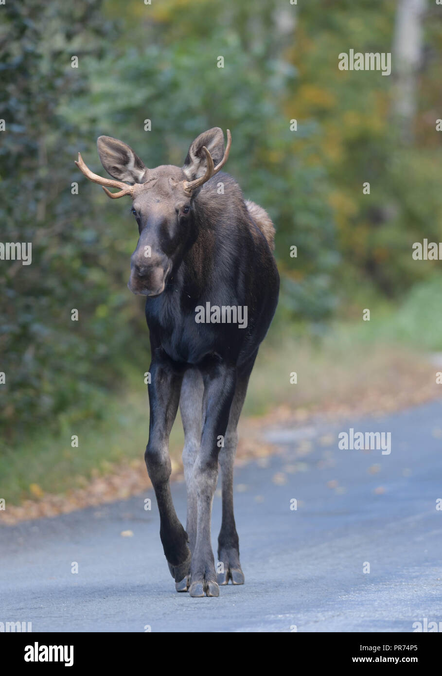 A young bull moose walks down a street in Wilmington, Vermont, USA ...