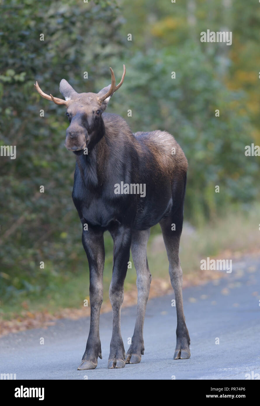 Young bull moose hi-res stock photography and images - Alamy