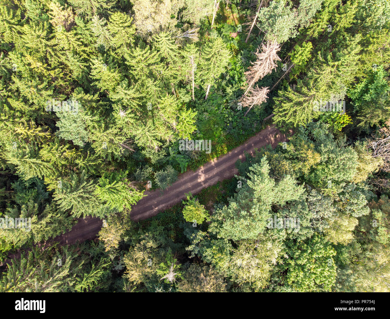 Aerial pine trees country road hi-res stock photography and images - Alamy