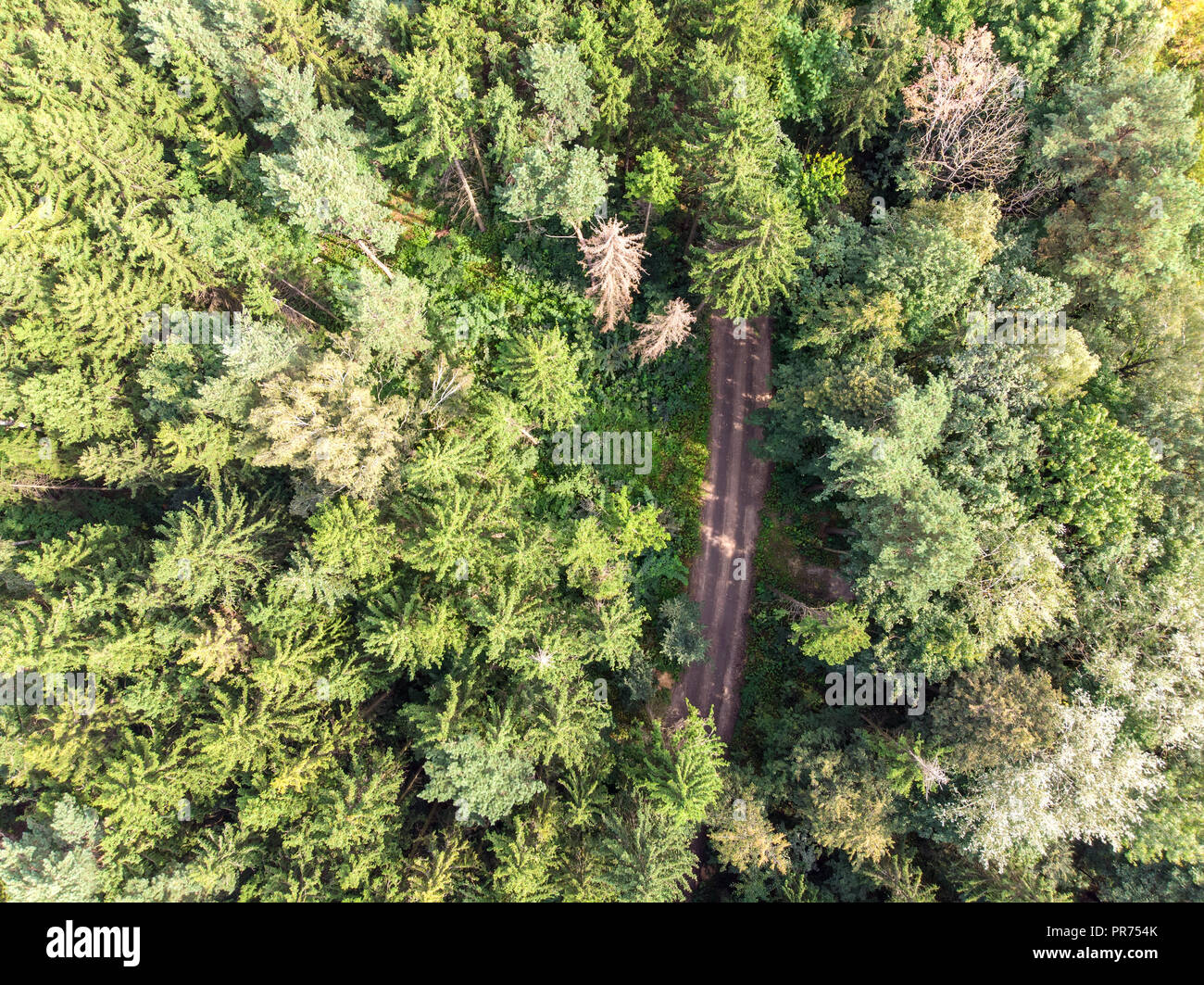 Deep green forest hi-res stock photography and images - Alamy