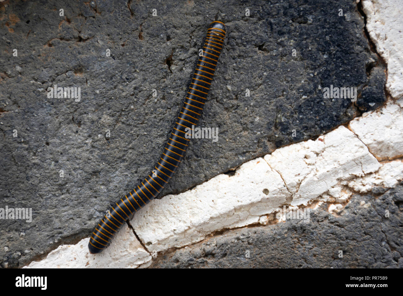 Millipede, Family Rhinocricidae, crawling on a wall from The Great Wall ...
