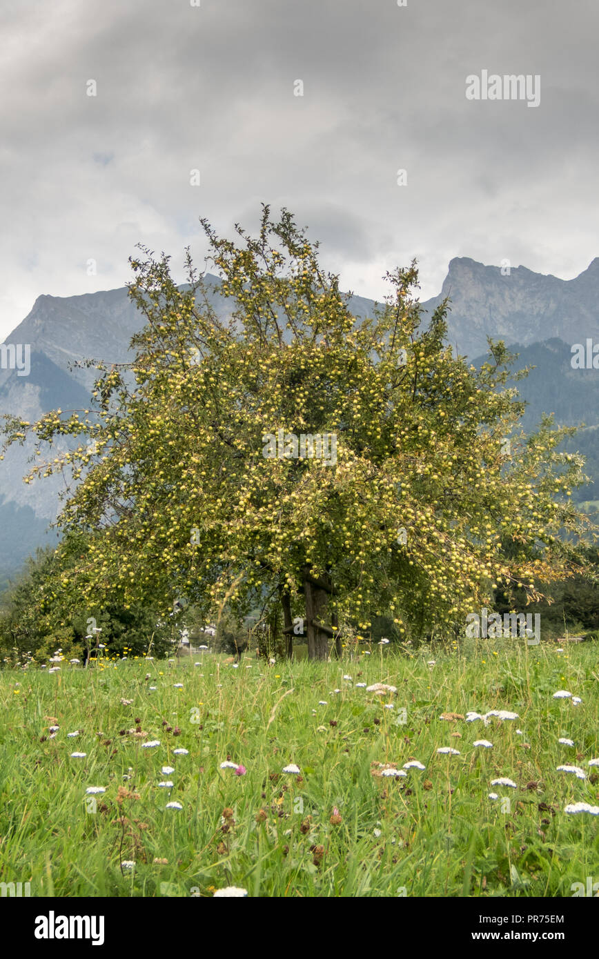 single apple tree in late summer with hundreds of green appples ready ...