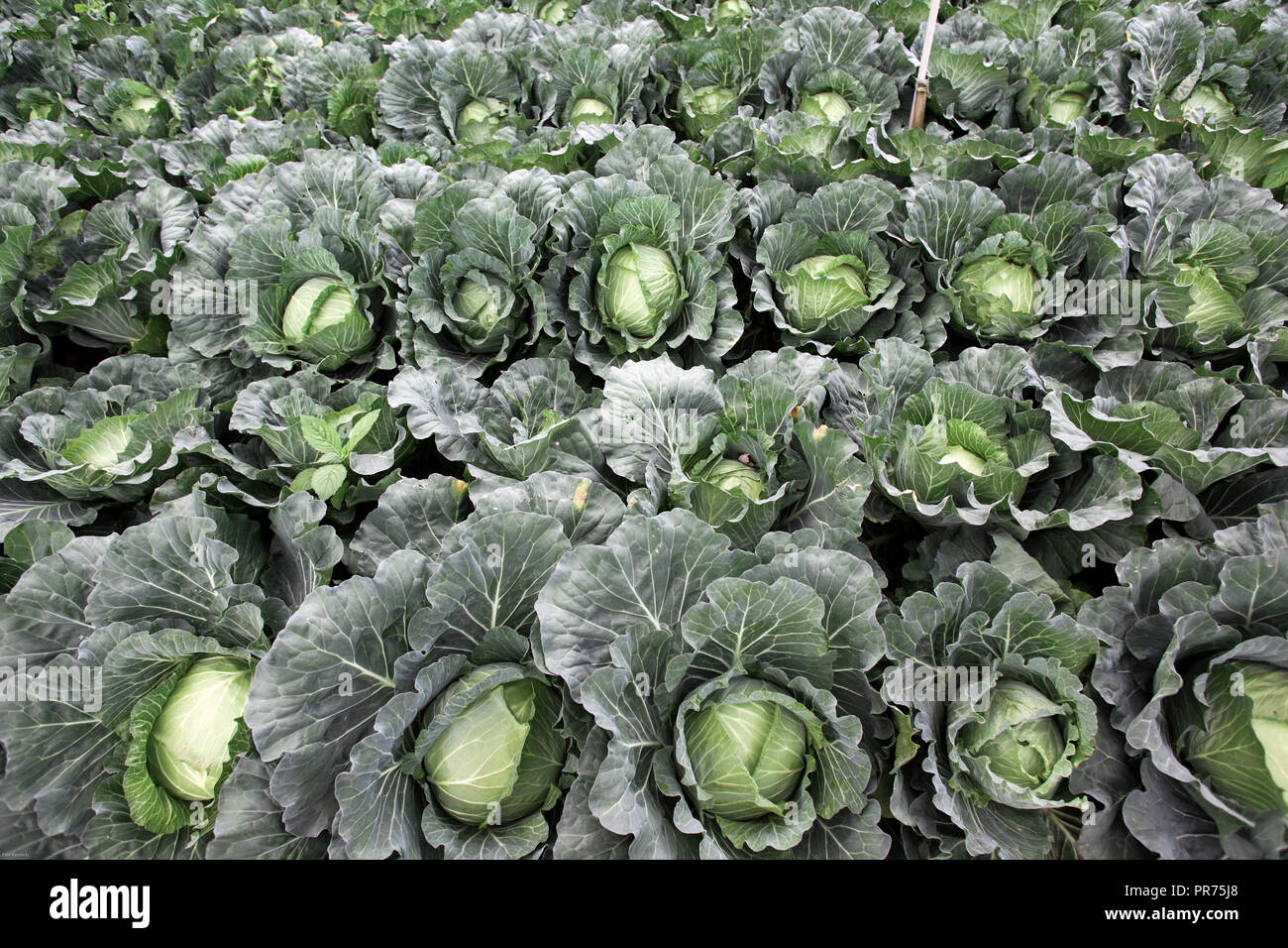 Fresh green cabbage growing in market garden Stock Photo - Alamy
