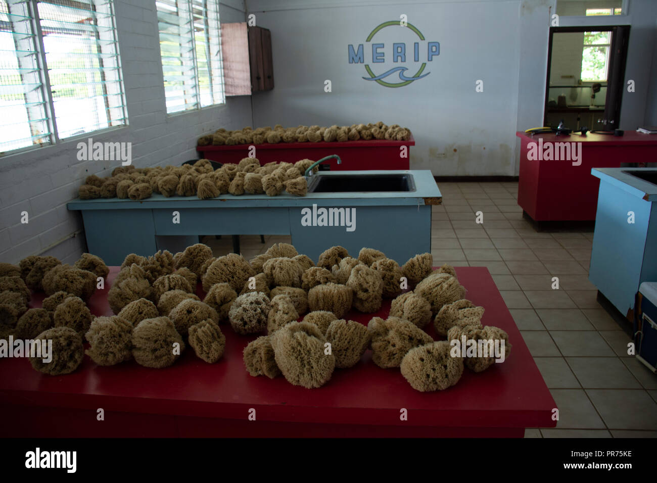 Dried sponges at the Marine and Environmental Institute of Pohnpei ...