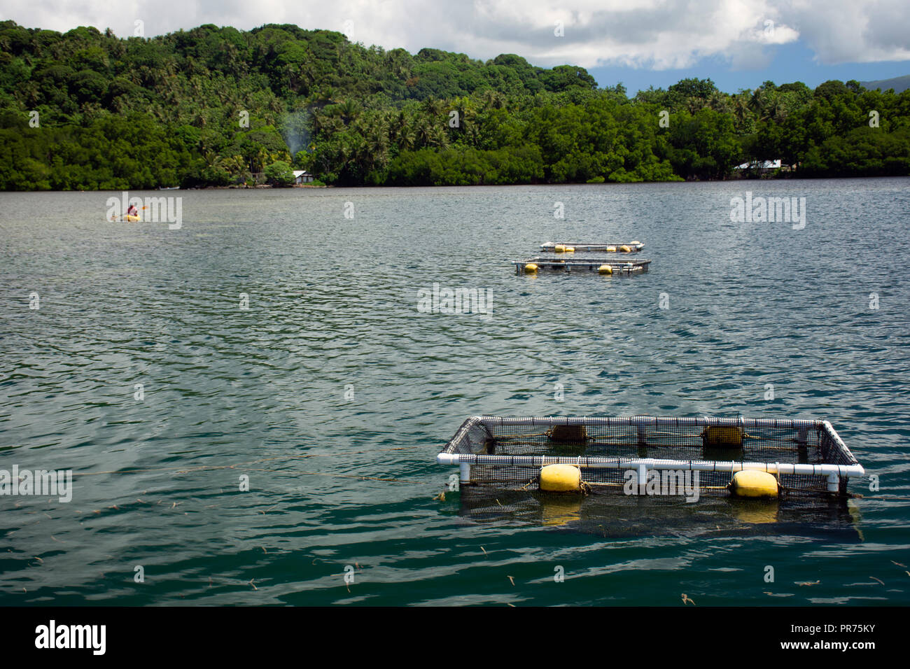 Underwater cages with cultured forktail rabbitfishes, Siganus argenteus ...