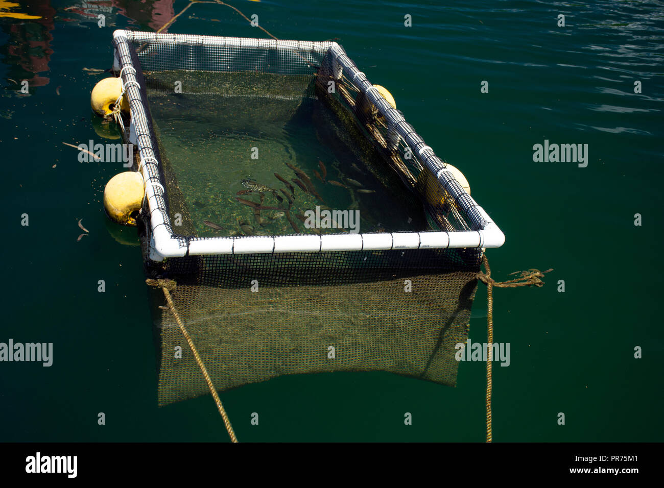 Underwater cage with cultured forktail rabbitfishes, Siganus argenteus ...