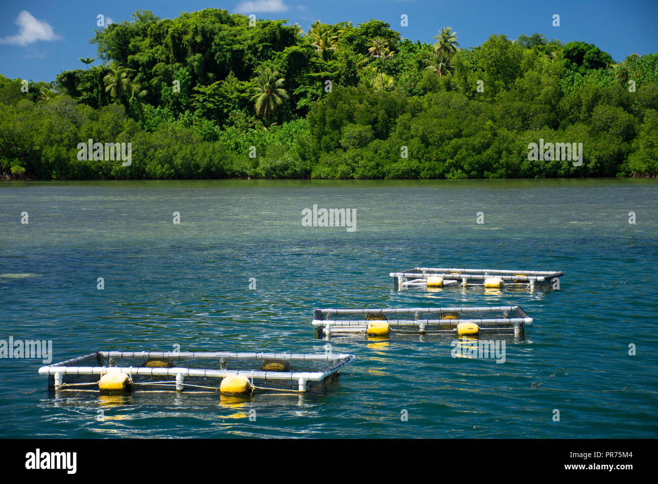 Underwater cages with cultured forktail rabbitfishes, Siganus argenteus ...