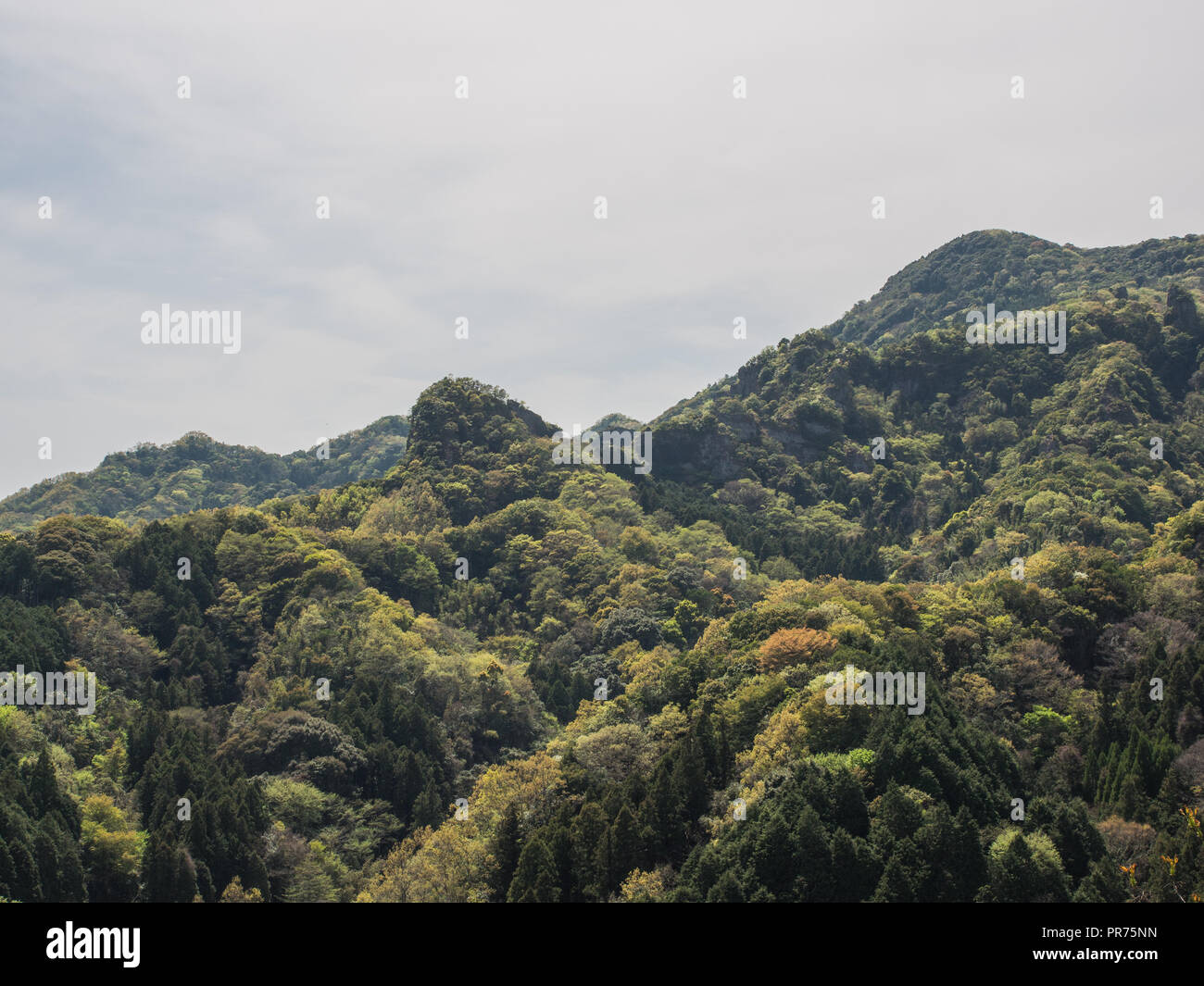 Planted forest hi-res stock photography and images - Alamy