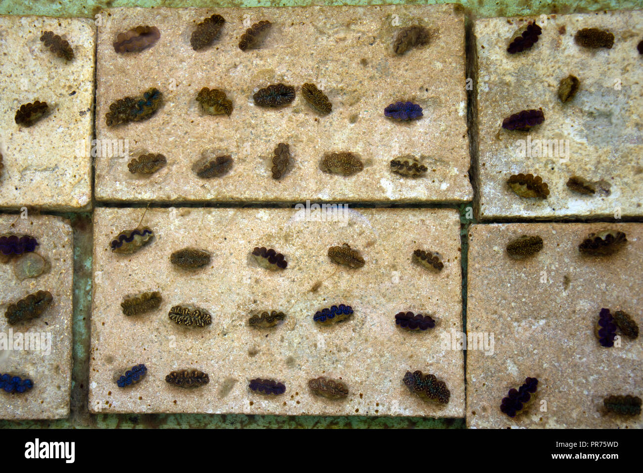 Clams being farmed in Pohnpei, Federated States of Micronesia Stock ...